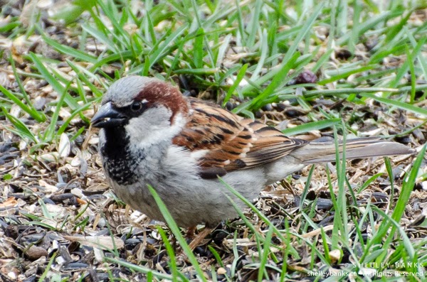 Saskatchewan Bird