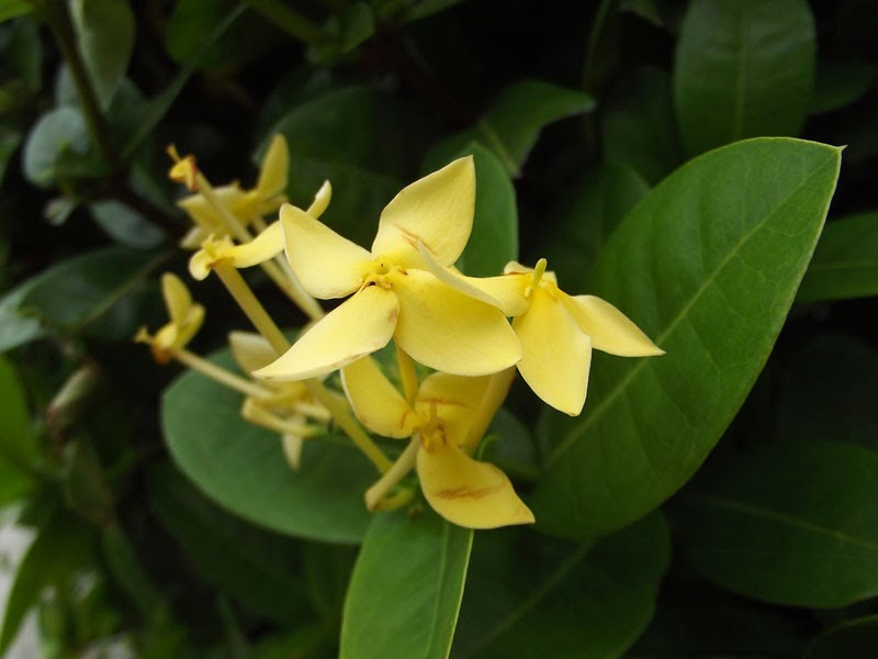 Siantan with yellow color