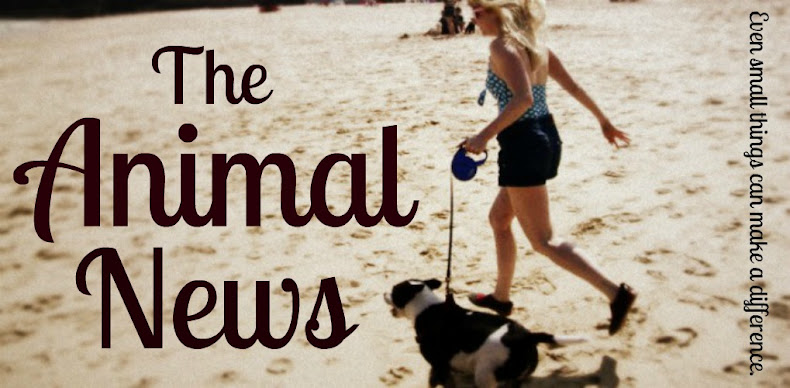The Animal News: Crows and Magpies to be culled?