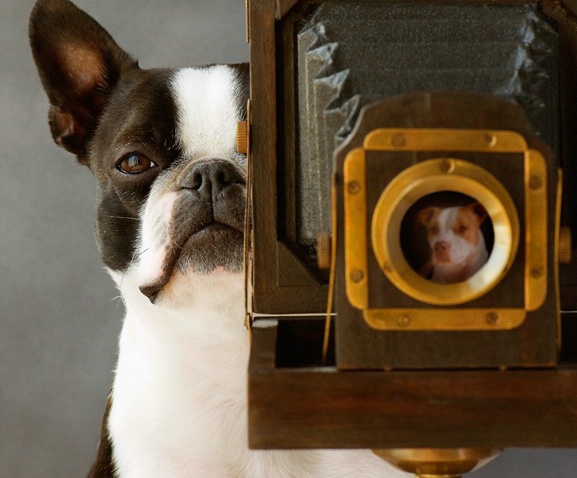 Bowser's Bites: 5 Tips For Taking Good Dog Photos