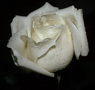 All Colors of Rose is here.......: White Rose