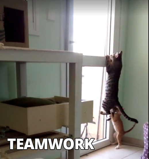 Cats Happen: Teamwork