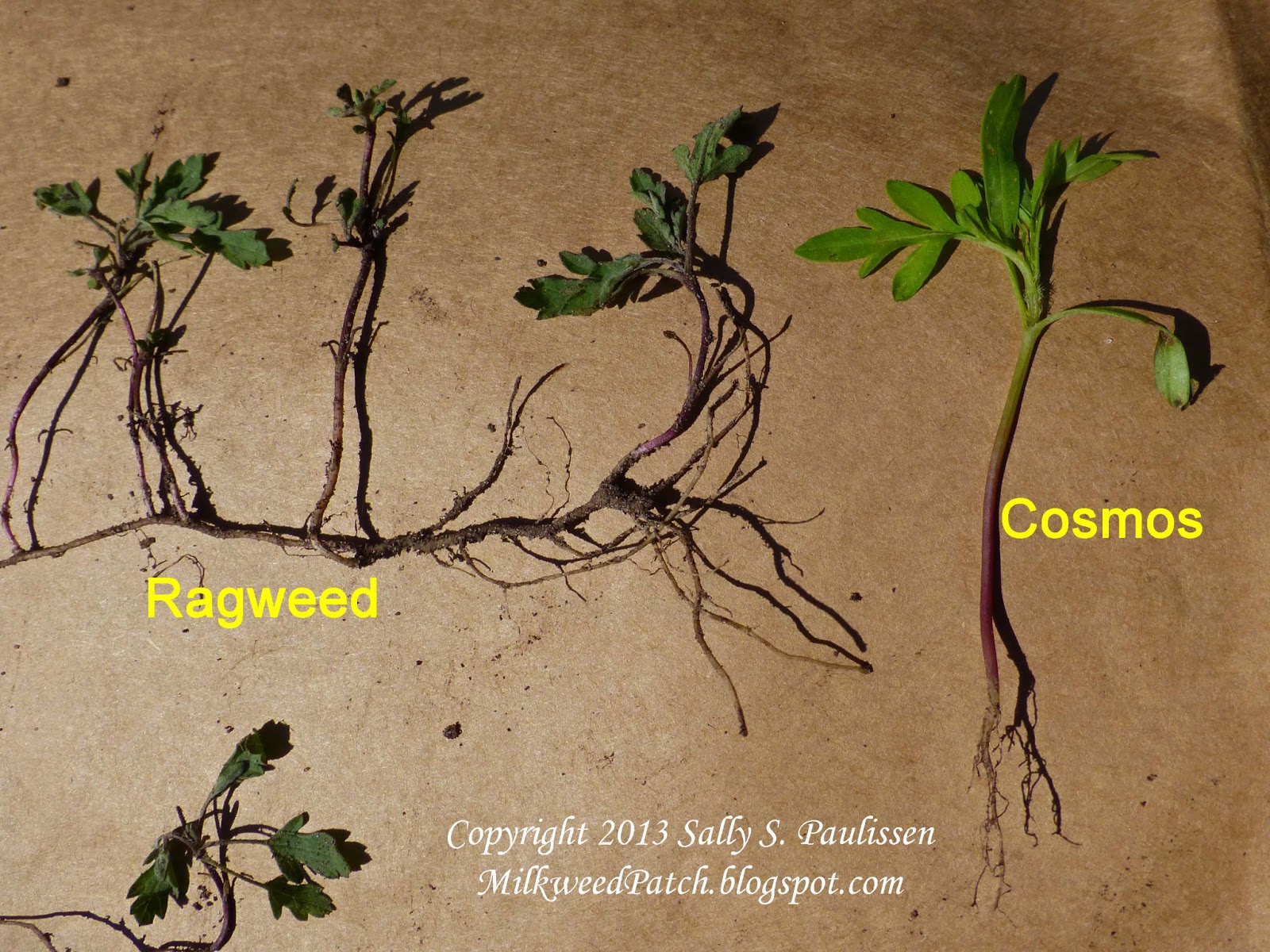 The Milkweed Patch: Ragweed or Cosmos?