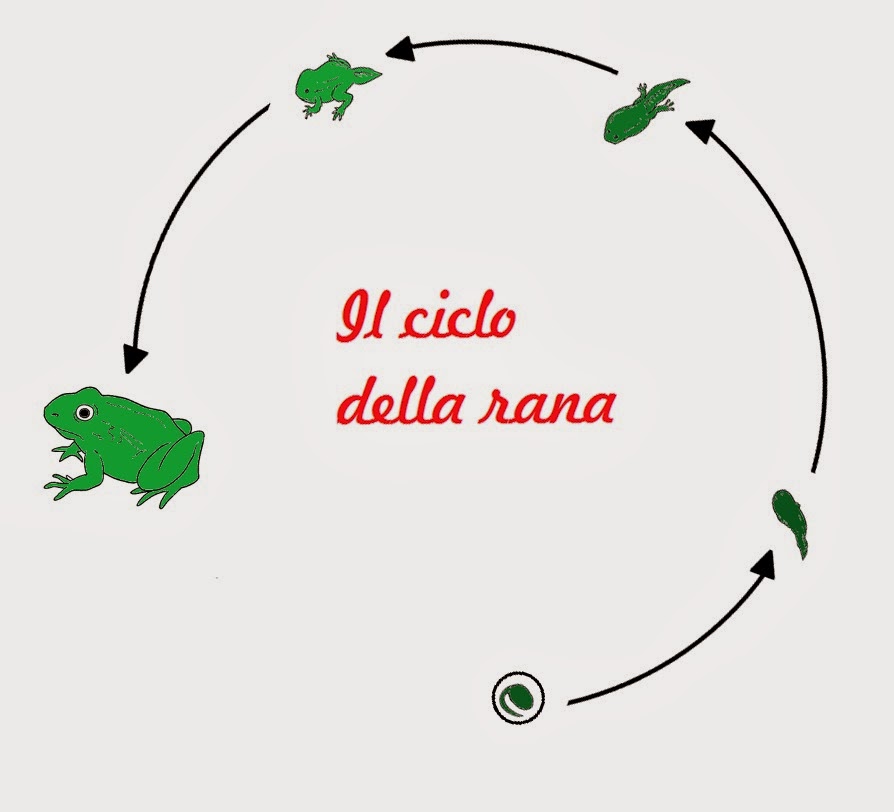 comuniCAAzione: Il ciclo della rana