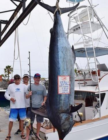 Big Fishes of the World: MARLIN BLUE PACIFIC page 2