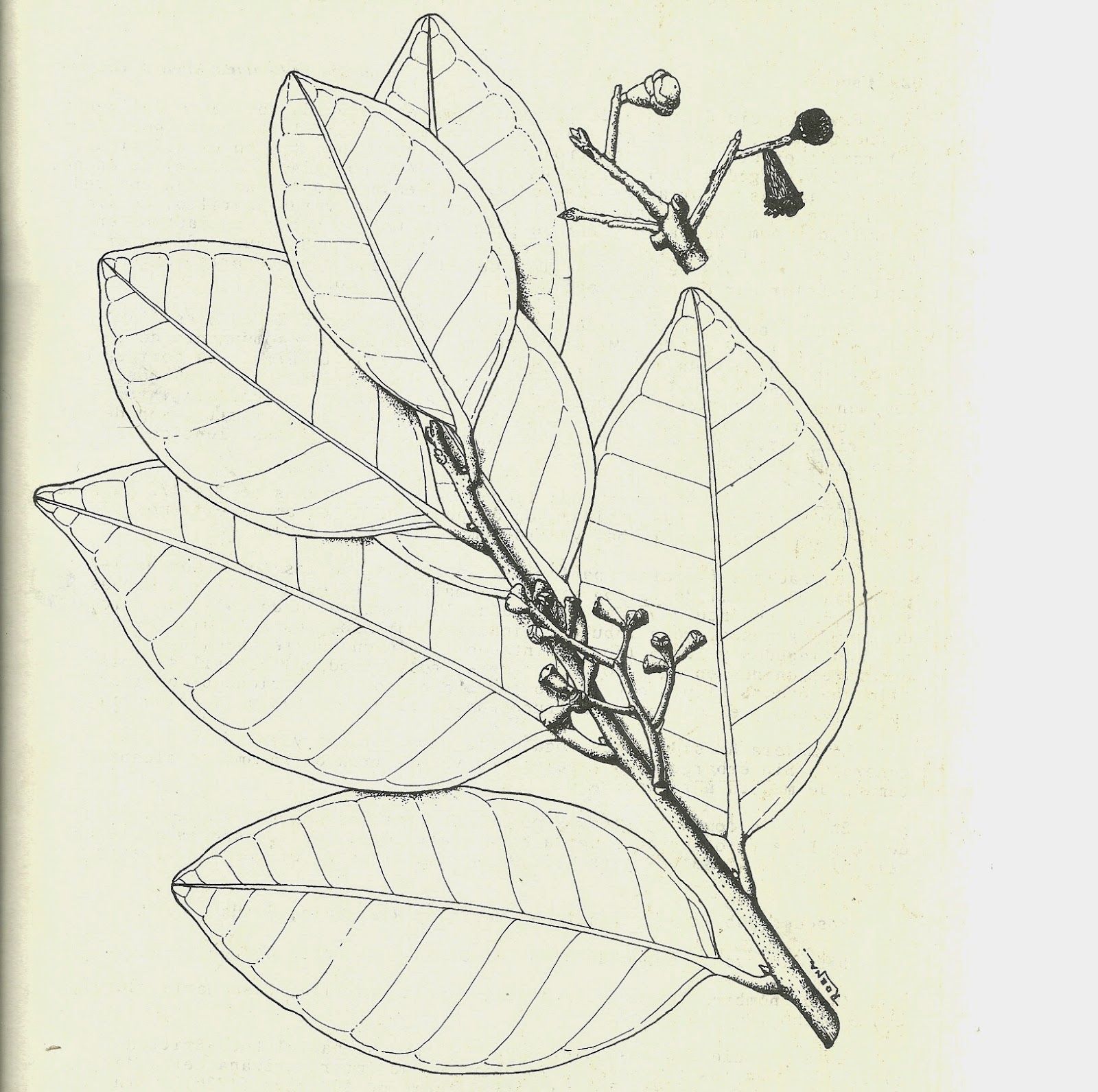 Flora de Puerto Rico Ilustrada Papo Vives: LAURACEAE LICARIA ...