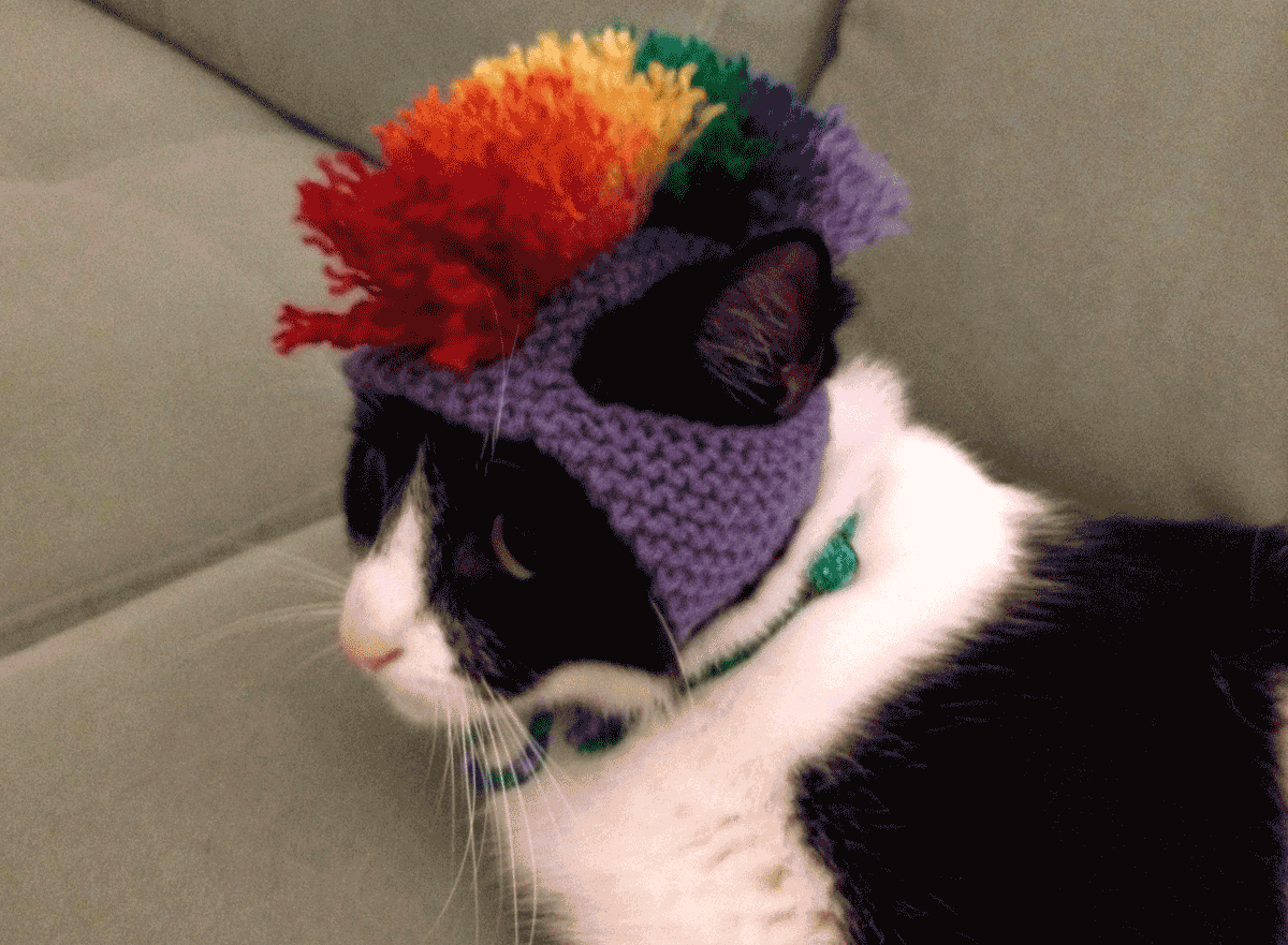 Your Daily Cute: Two Cats Tuesday: Mohawks and Pimp Hats!