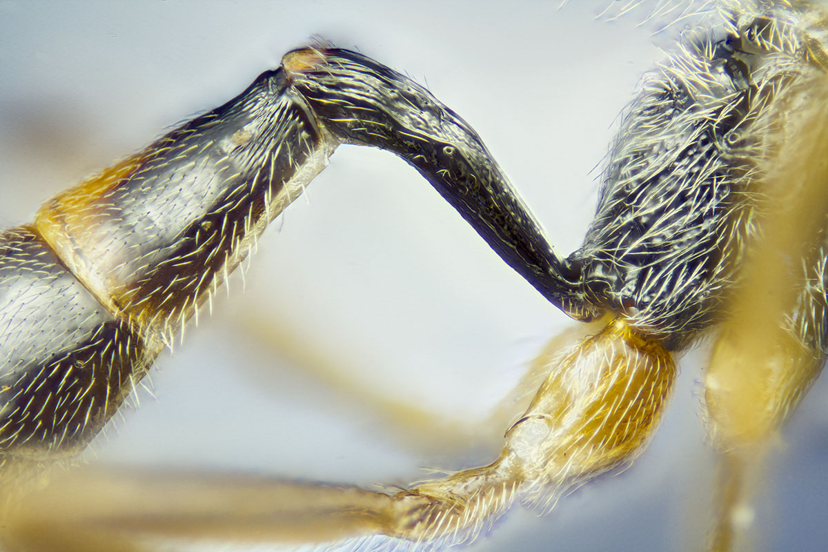 Utgångspunkt 63° 31,x' N - 22° 31,x' O: Ur silkestott. Del 2