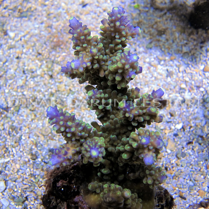 PT. DINAR DARUM LESTARI: Acropora spp