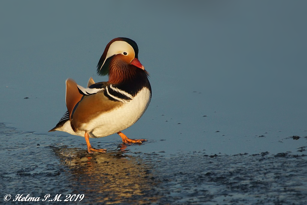 Helma's natuurfoto's: Mandarijneend - Aix galericulata..................
