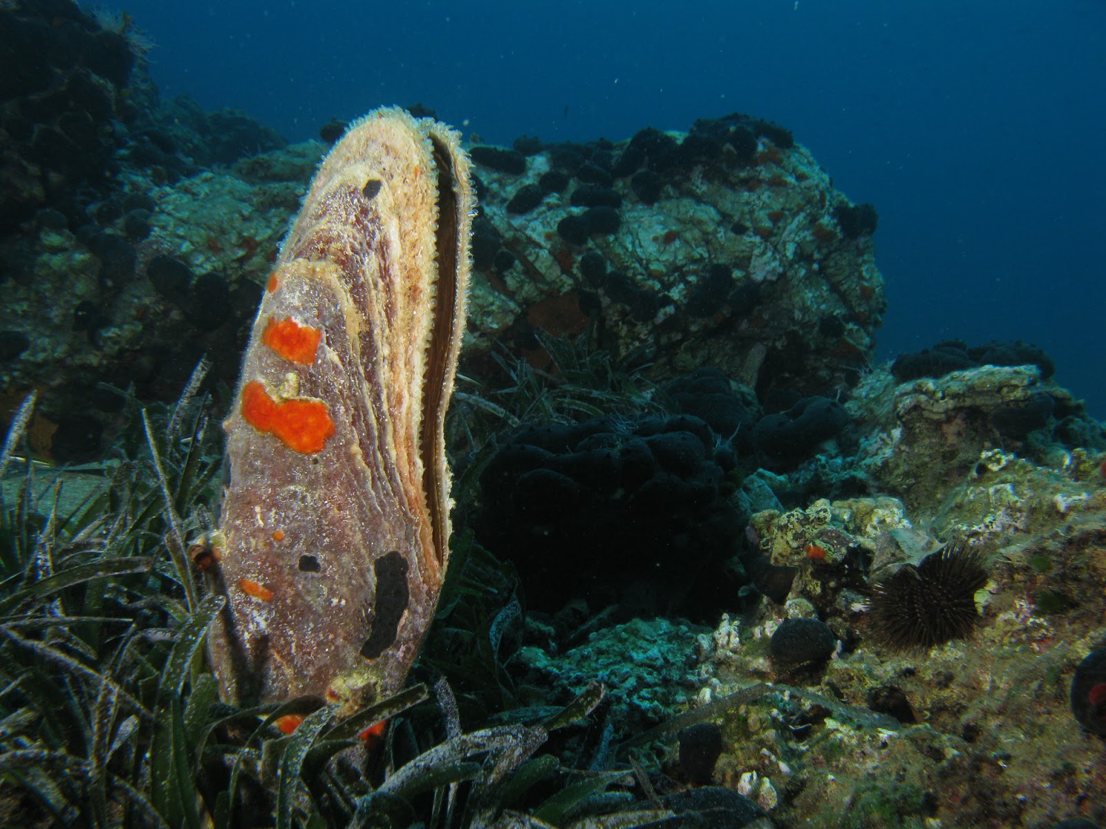 Kostas Ladas photography: Pinna nobilis-Πίννα