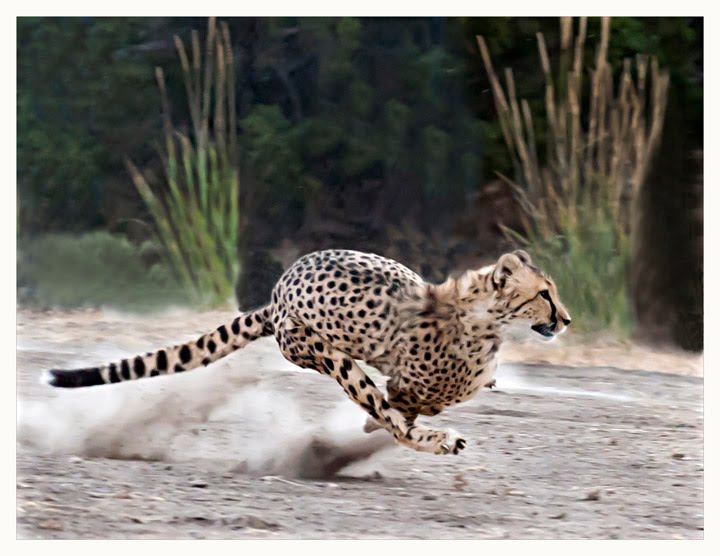 M. Raeder - Photography: Cheetahs - Fast Action Photography (2)