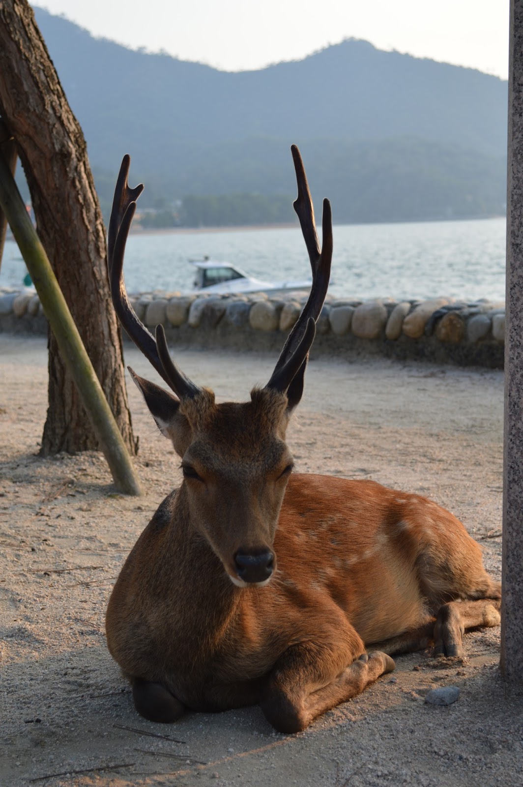 Miyajima ~ Jenna in Japan