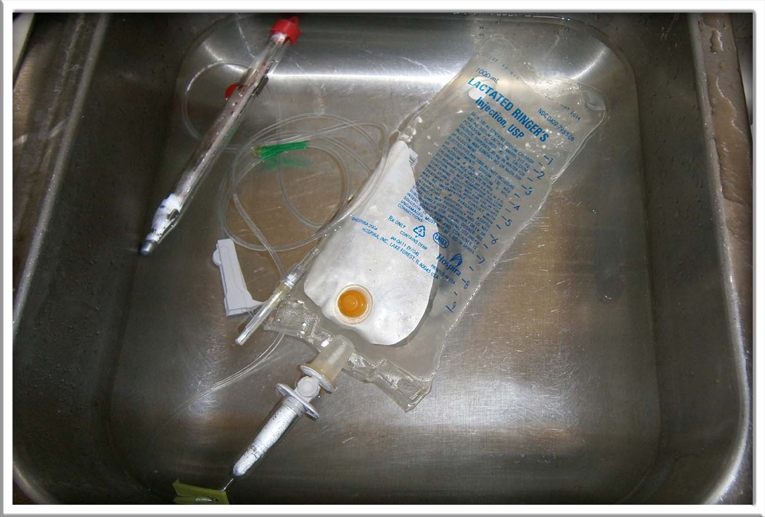 Sophia Z Photo: Giving Subcutaneous Fluids to Cat