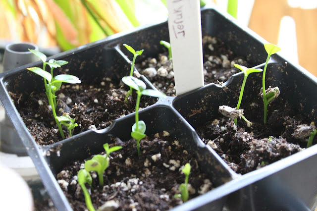 Jeruk limau AKA â– Citrus Amblycarpa â– or Nasnaran Mandarin â ‚ grown ...