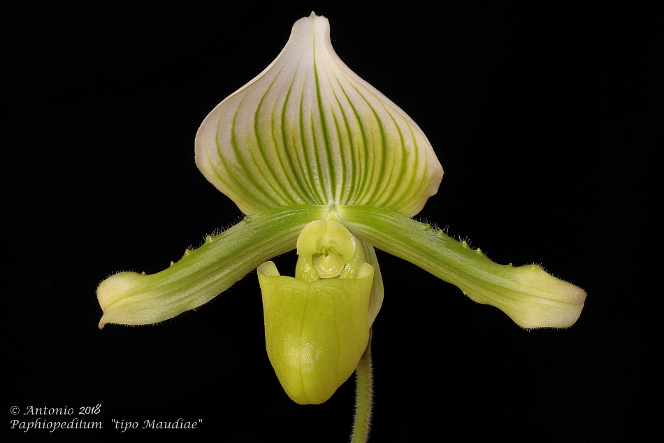 Orquídeas por Antonio: Paphiopedilum maudiae
