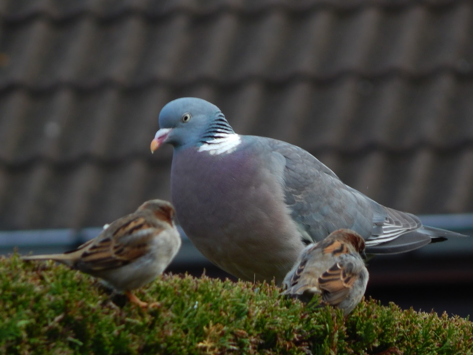 Tattewatteke: FOTO bosduif