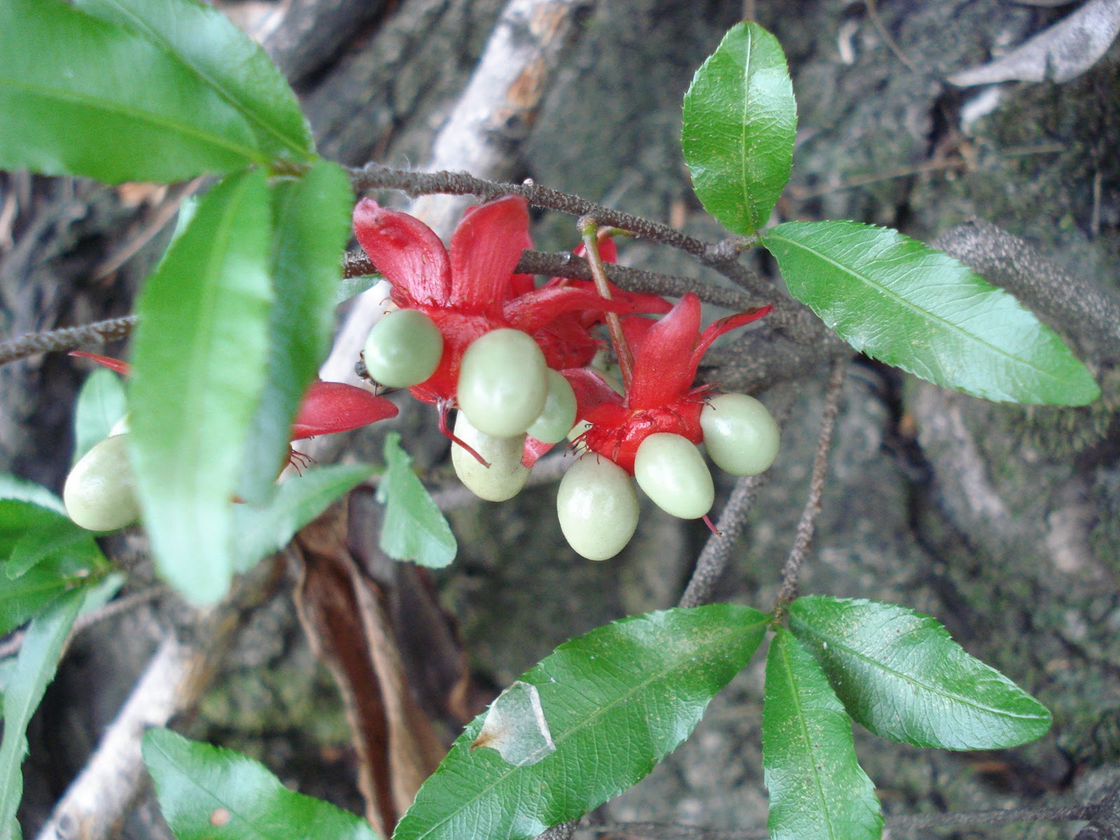 arboreo.net: Ócna, Mickey