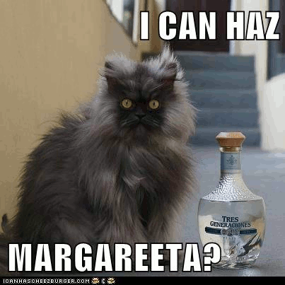 Grammar Catz: Grammar Cat #109: Tequila Cat
