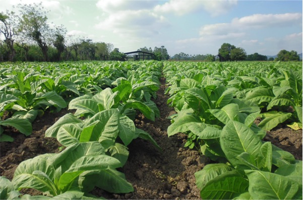 La economía del tabaco