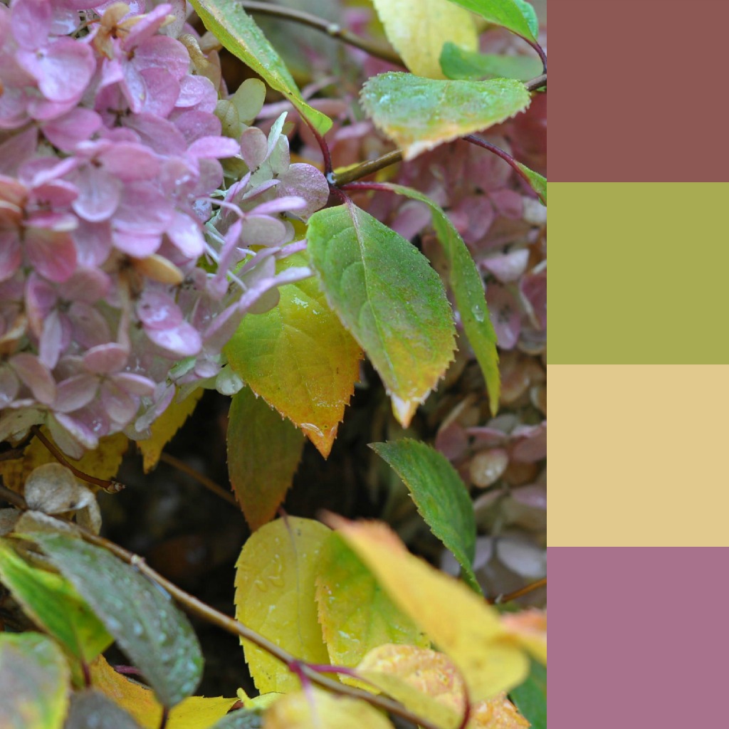 Foreverhouse: Fall Hydrangeas