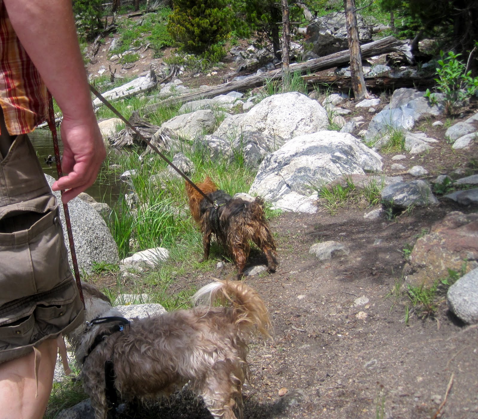 Random Musings of a Denver Dog