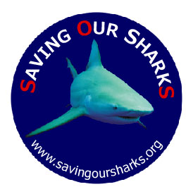 Saving Our Sharks: Saving Our Sharks Association Civil - Bull shark ...