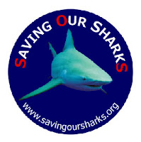 Saving Our Sharks: Saving Our Sharks Association Civil - Bull shark ...