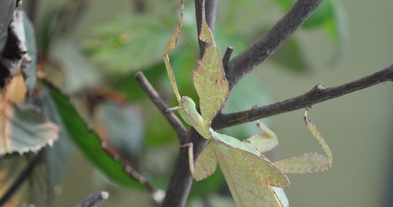 ZOOTOGRAFIANDO (6.096 ANIMALS): INSECTO HOJA ASIÁTICO (Phyllium giganteum)