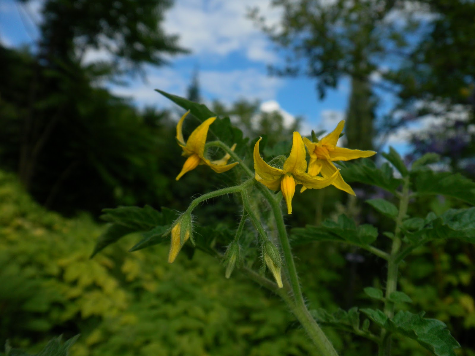 Scirpidiella's Plants: Wild Tomato species (Lycopersicon spp.)