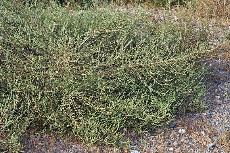 Mundo Natural Faluke: Salsola vermiculata