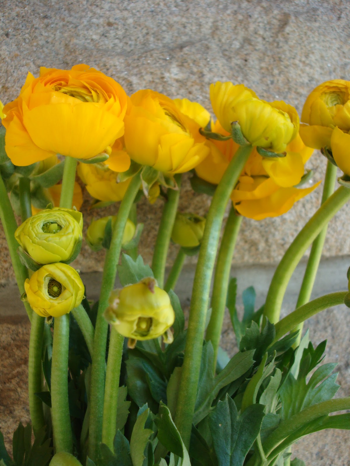 Fleuriste Isabelle Feuvrier: les renoncules