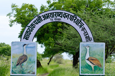 The Grasslands of Nannaj: Visit to the Great Indian Bustard Sanctuary ...