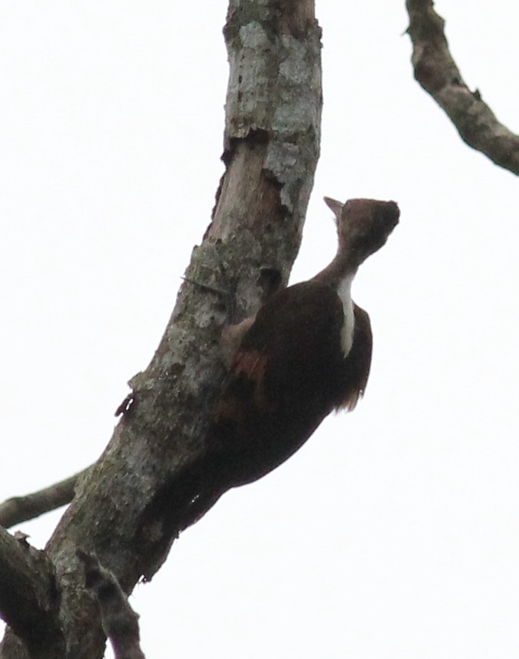 Ron-Nature-Adventures: An Afternoon Birding at Sungai Lepoh, Ulu Langat