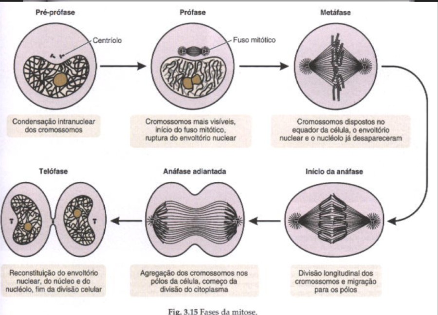 Histologia para Curiosos: Divisão celular