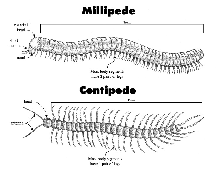 IGCSE Biology Notes - General Characteristics and Classification of ...