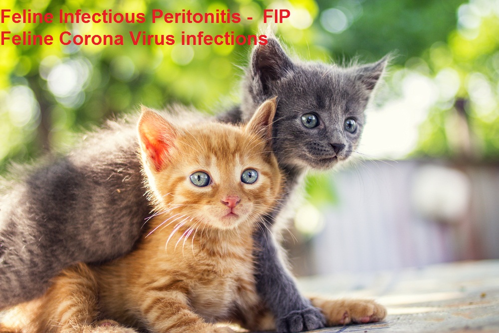 Feline Infectious Peritonitis FIP Feline Corona Virus infections