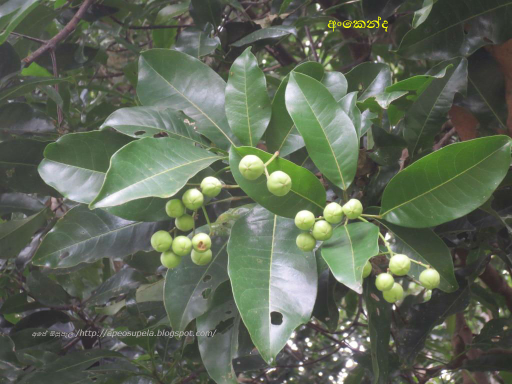 අංකෙන්ද [Ankenda] (Acronychia pedunculata) ~ අපේ ඔසුපැළ Medicinal ...