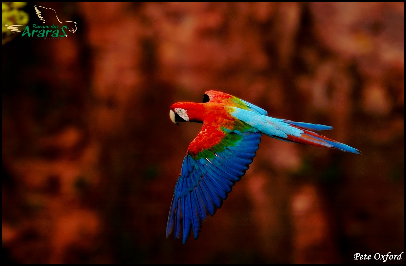 As diferentes Araras vermelhas do Brasil | BLOG - Buraco das Araras ...