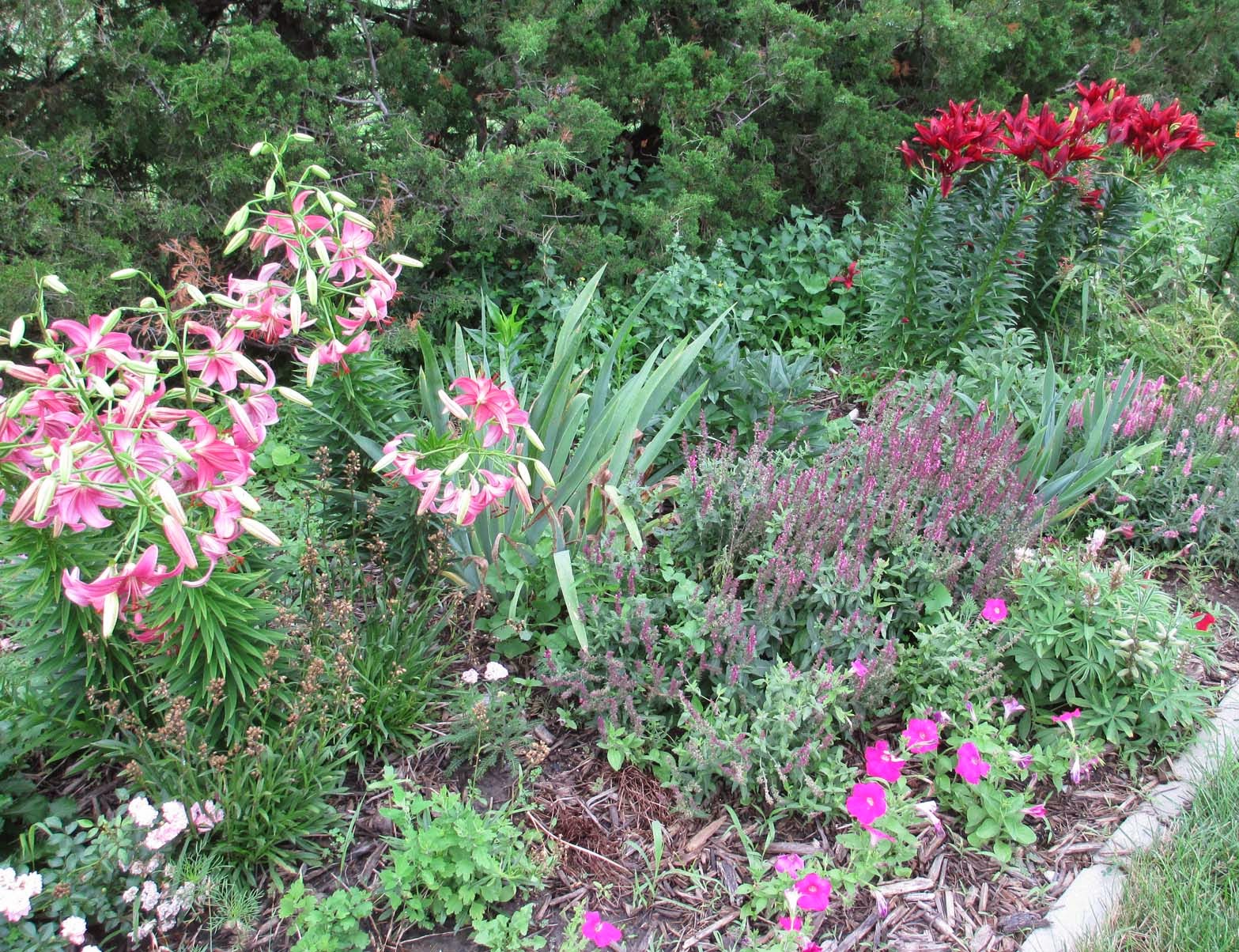 Garden Fancy: July 2014