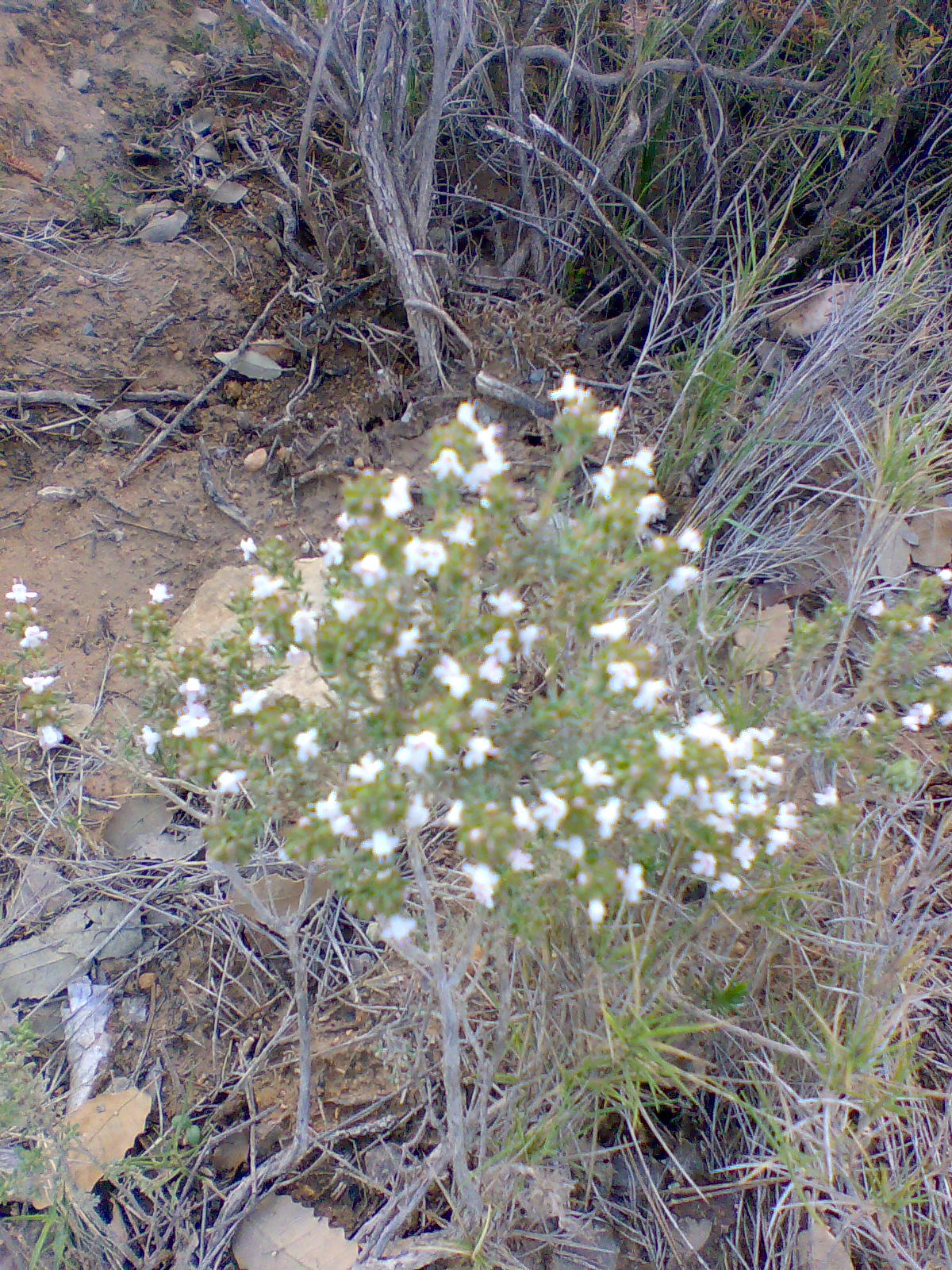 Aventuras en la Palma d´Ebre: EL TOMILLO BLANCO