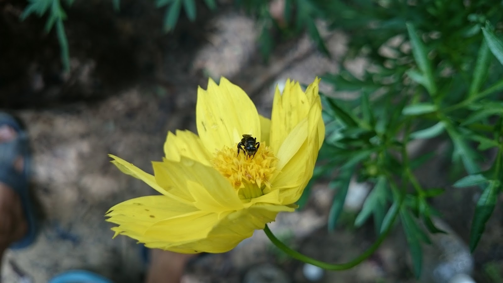 Bunga Kesukaan Lebah Kelulut