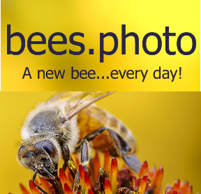 Strathcona Beekeepers' Library: Charles Darwin and the Bumblebee ...