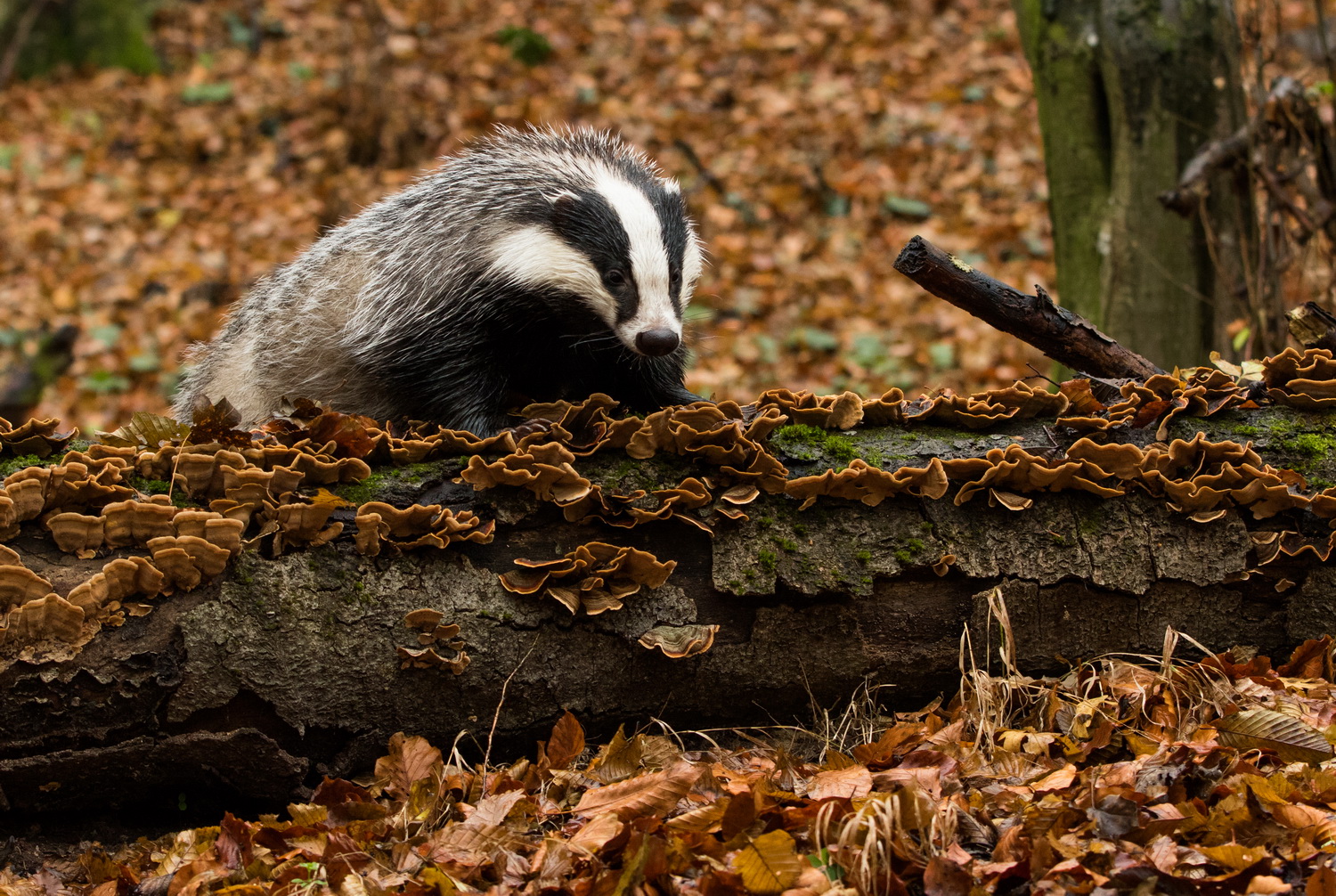 Kilometer G 0945: JAZVEC LESNÝ II