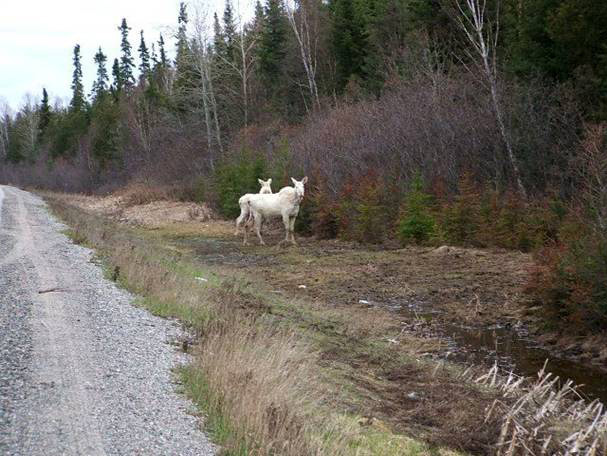 JustaCarGal: Michigan Moose