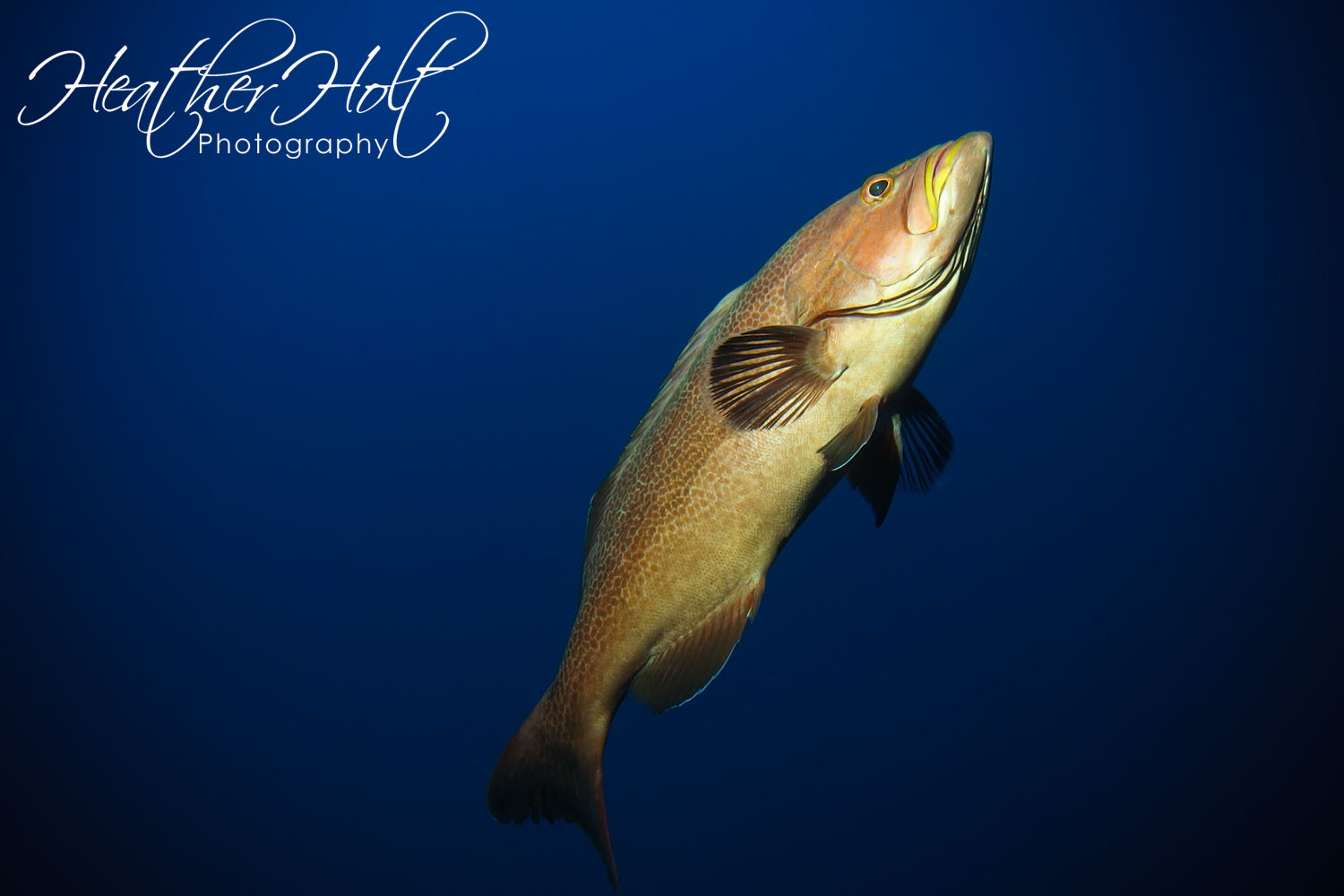 SILVER SANDS: Groupers Galore!