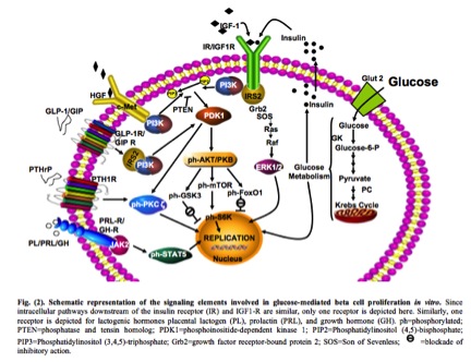Pancreatic Beta Cell Research: Glucose Mediated Regulation of Beta Cell ...