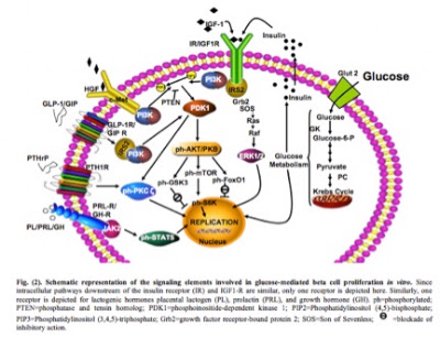 Pancreatic Beta Cell Research: Glucose Mediated Regulation of Beta Cell ...