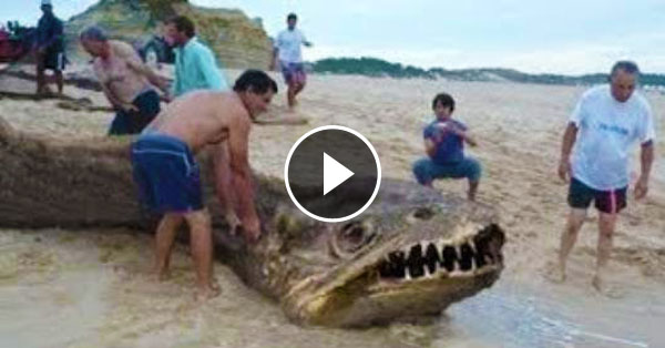 Massive Alien-Looking Sea Creature Was Washed Into The Shore. Where It ...