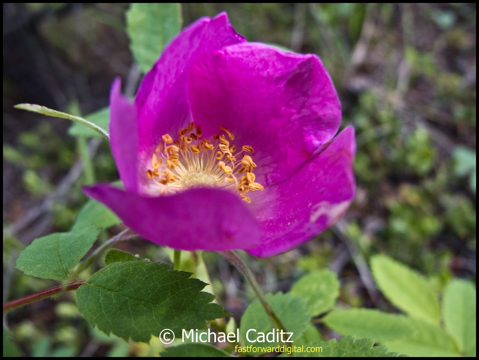 Mystical Gypsy: Alberta Rose